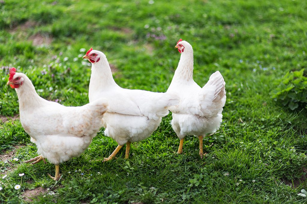 About Farmway Foods - Farmway Foods